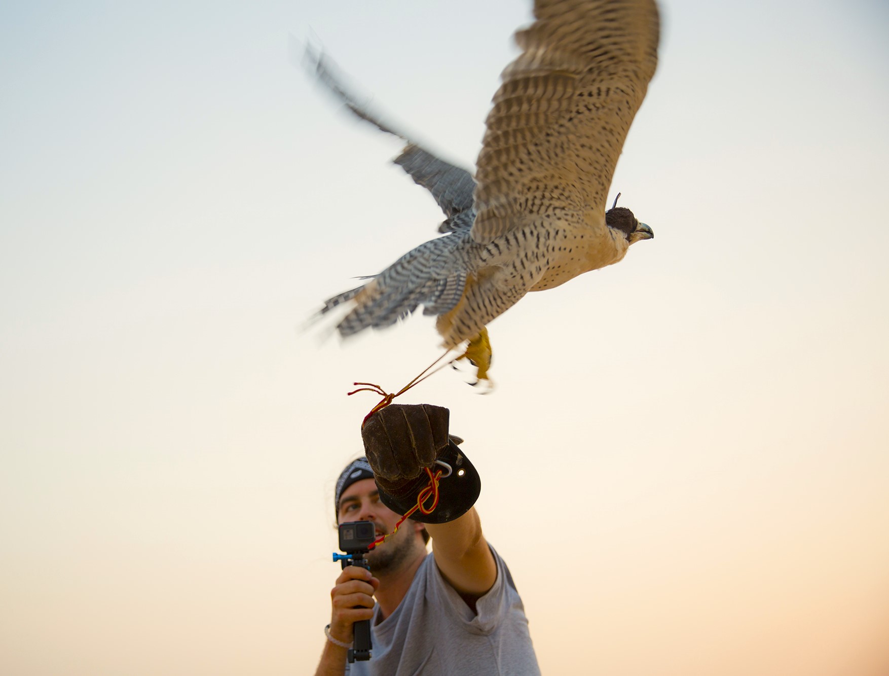 Services - Emirates Falcon Tourism